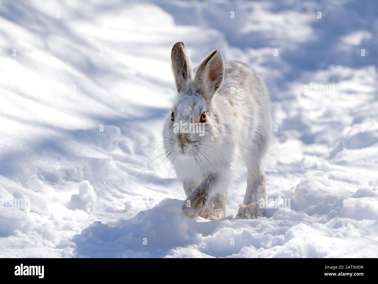 White Snowshoe Hare Or Varying Hare Isolated On White Background