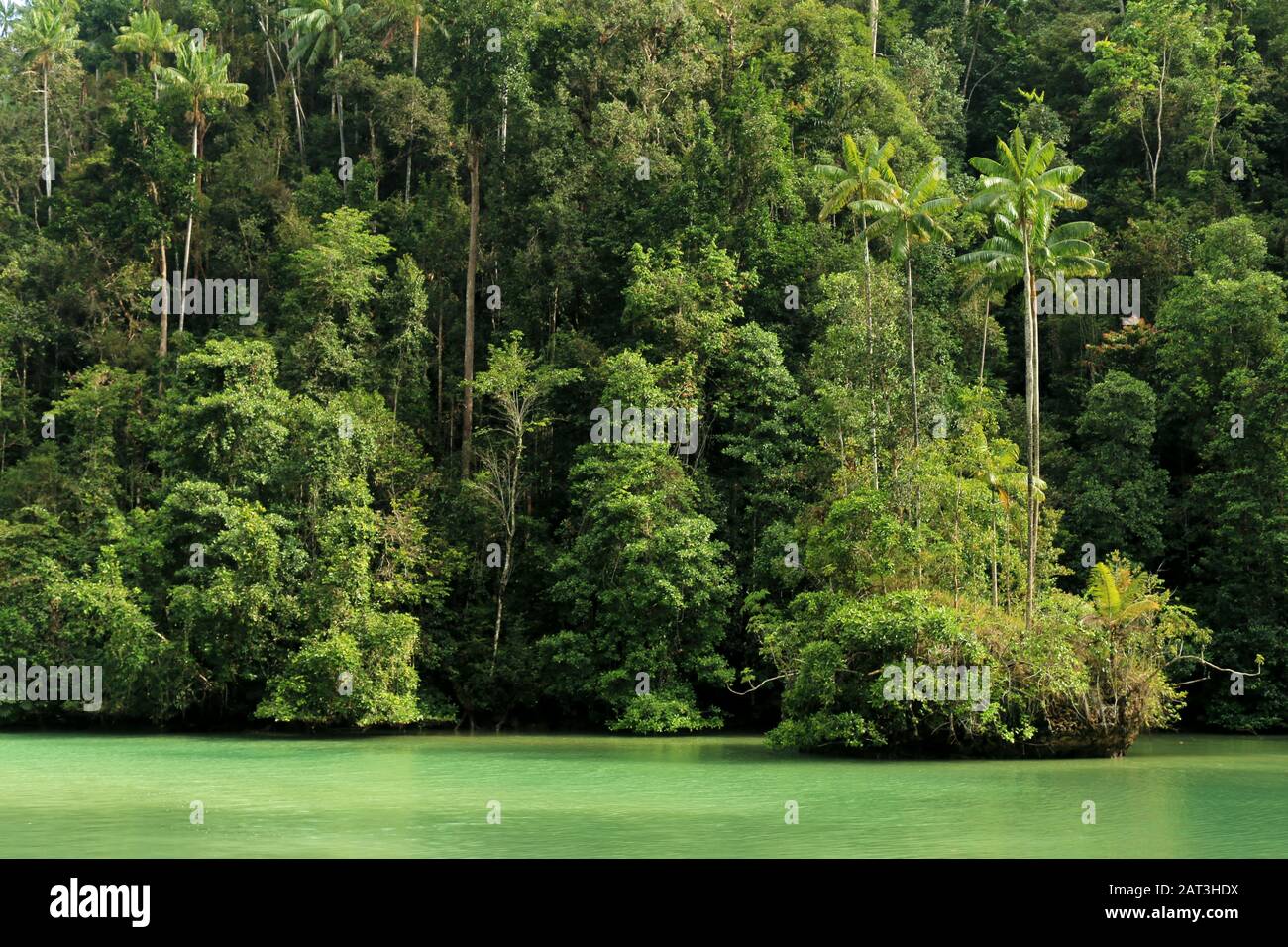 Green river through the dense jungle in the frorest of Raja Ampat, West ...