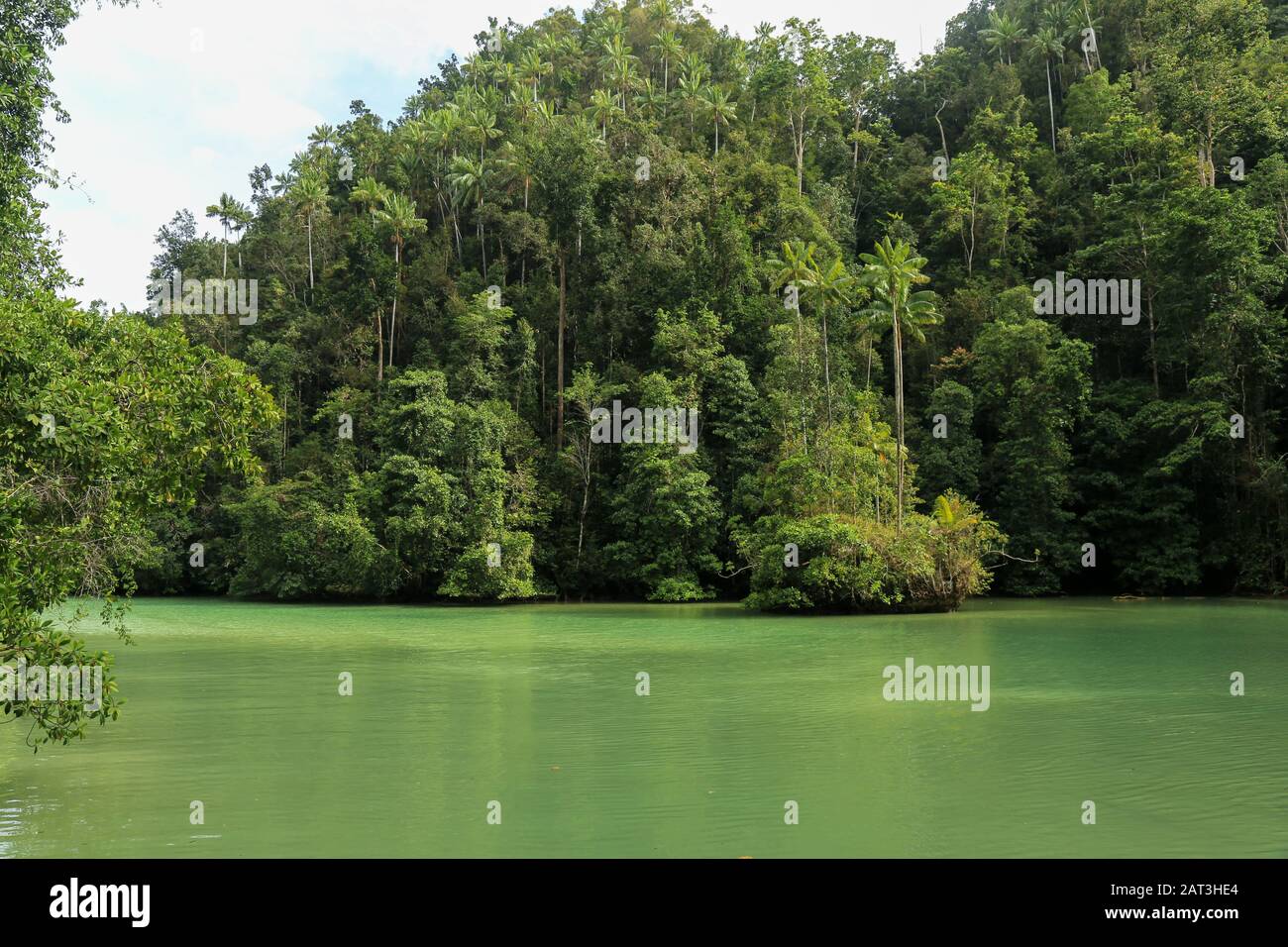 Green river through the dense jungle in the frorest of Raja Ampat, West ...