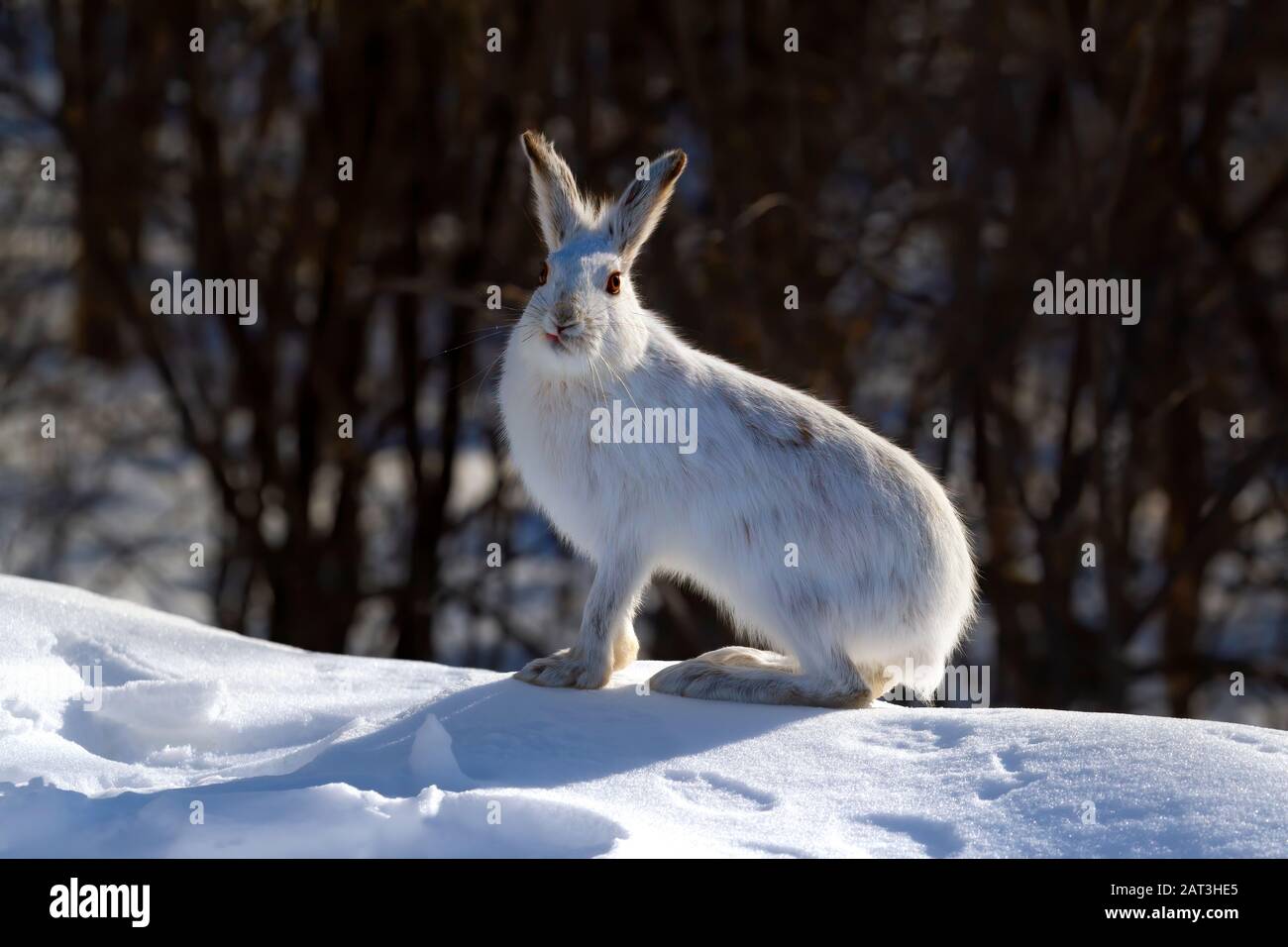 Snowshoe rabbit hi-res stock photography and images - Alamy