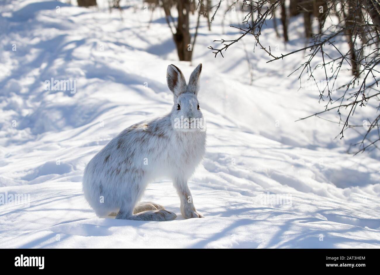 Snowshoe Rabbit High Resolution Stock Photography and Images - Alamy