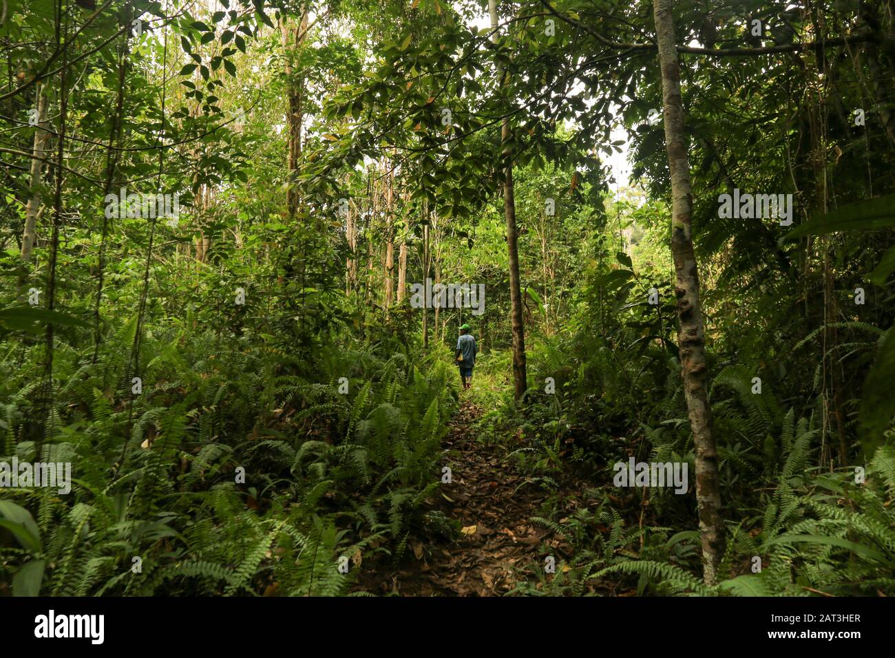 Local guide walk on the footpath through the dense jungle inthe frorest ...