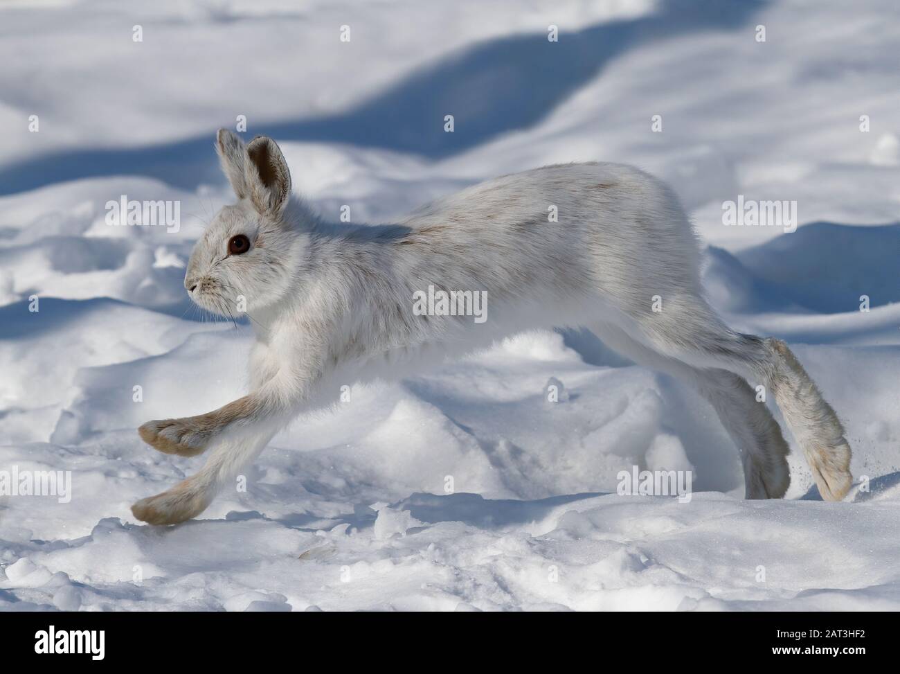 Snowshoe hare or Varying hare with white and brown fur isolated on ...