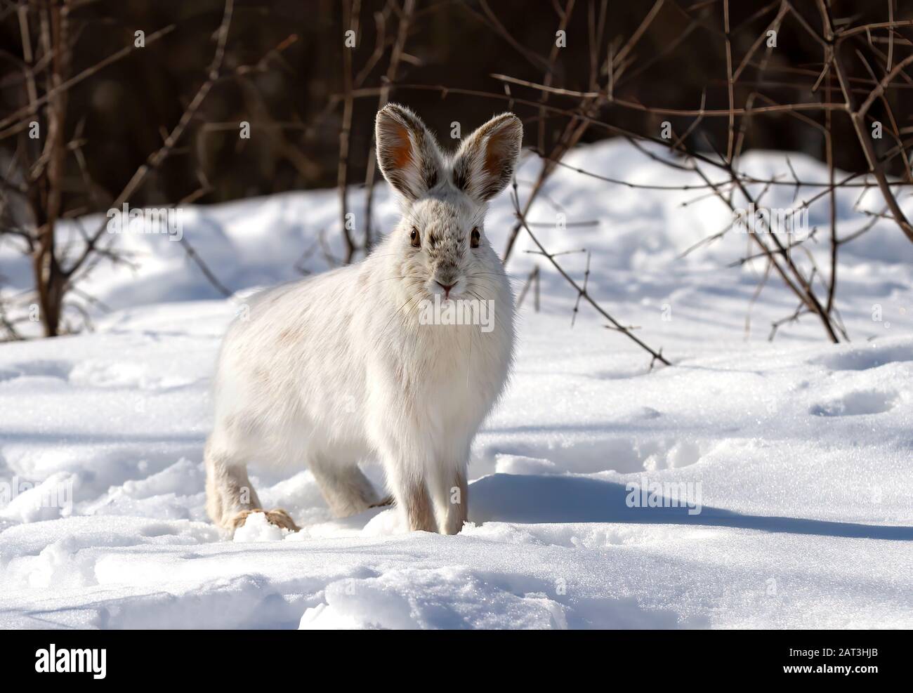 Snowshoe rabbit hi-res stock photography and images - Alamy