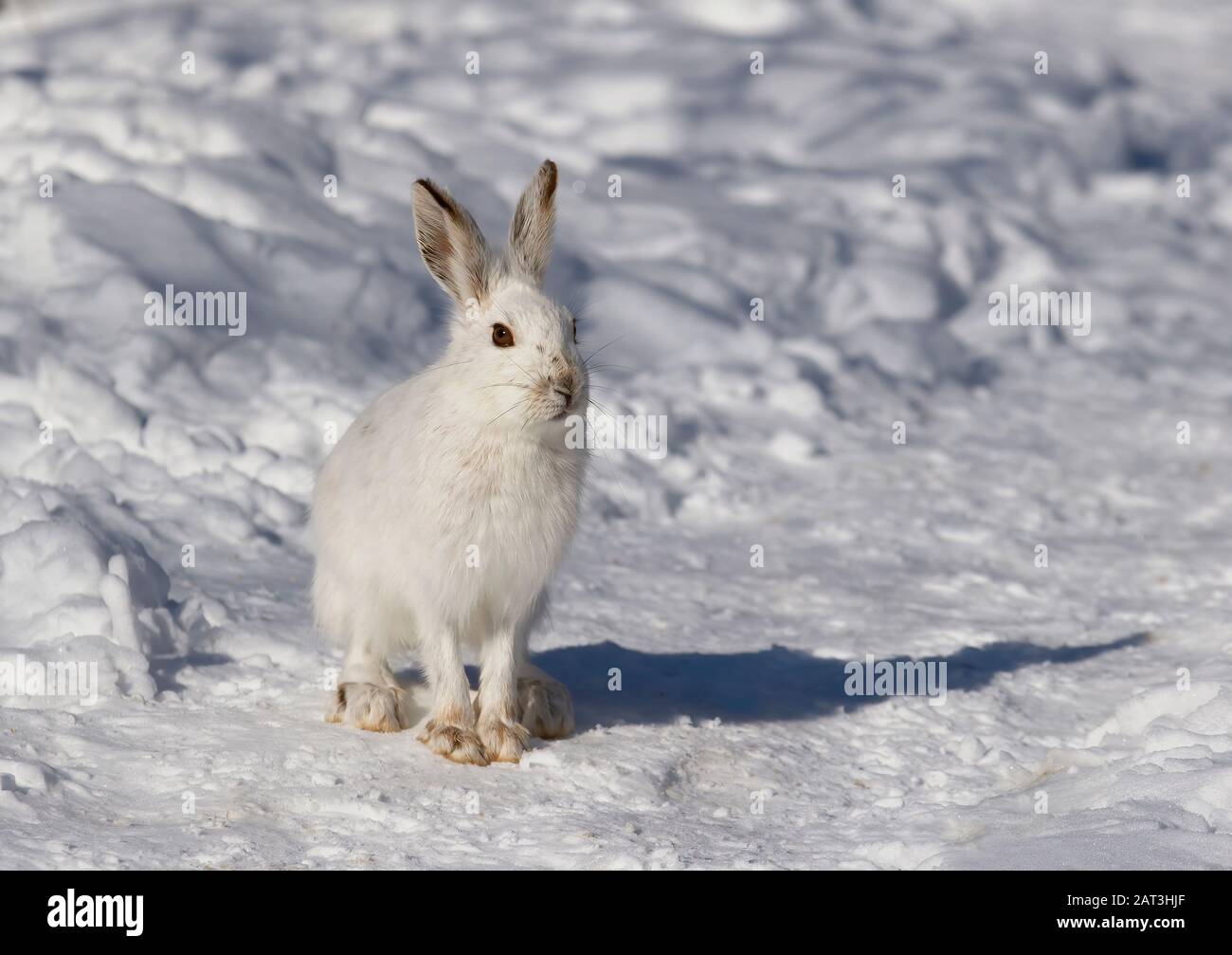 White Snowshoe hare or Varying hare closeup in winter in Canada Stock ...