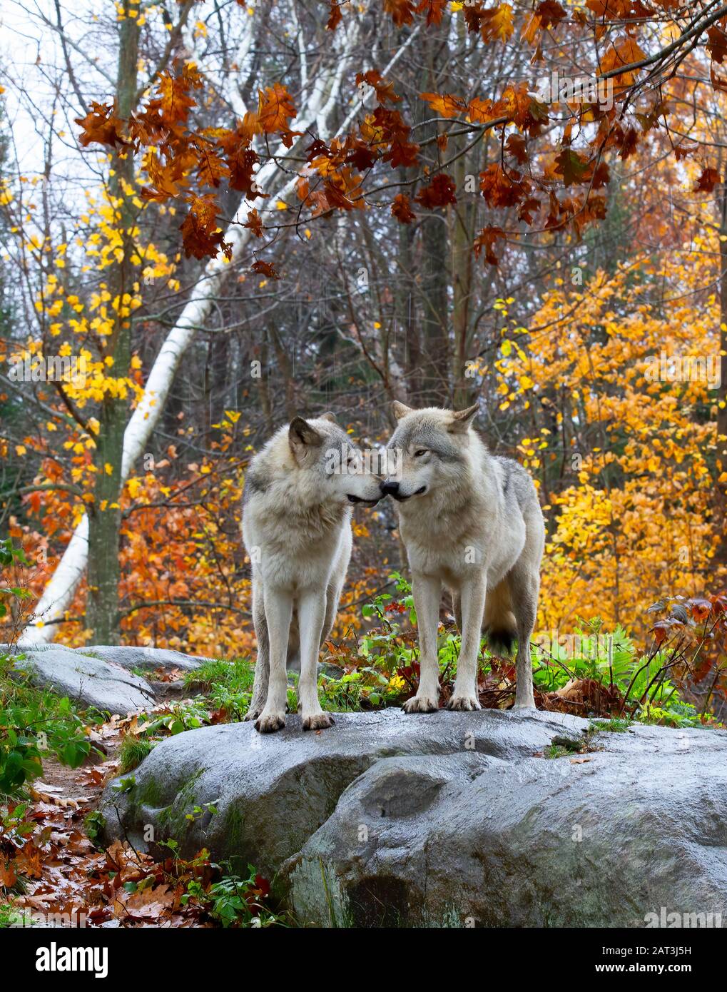 Two Timber wolves or Grey Wolf Canis lupus standing on a rocky cliff on ...