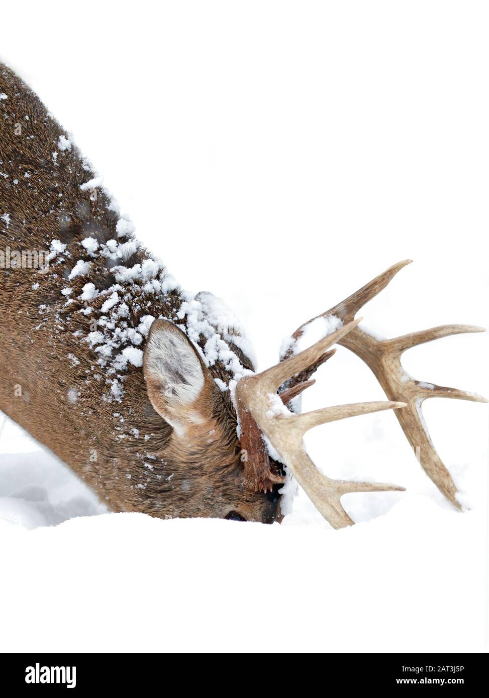 Buck feeding hi-res stock photography and images - Alamy