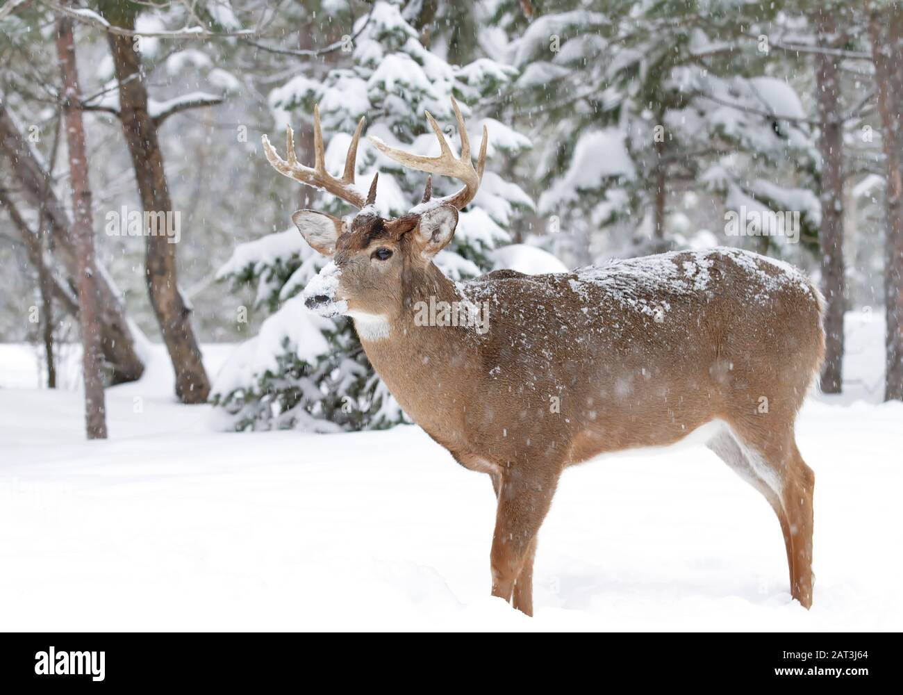 White-tailed deer buck walking in the falling snow in Canada Stock ...