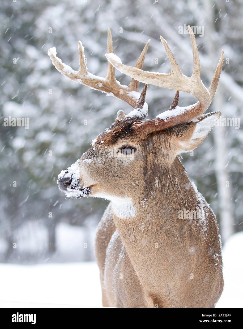 White-tailed deer buck walking in the falling snow in Canada Stock ...