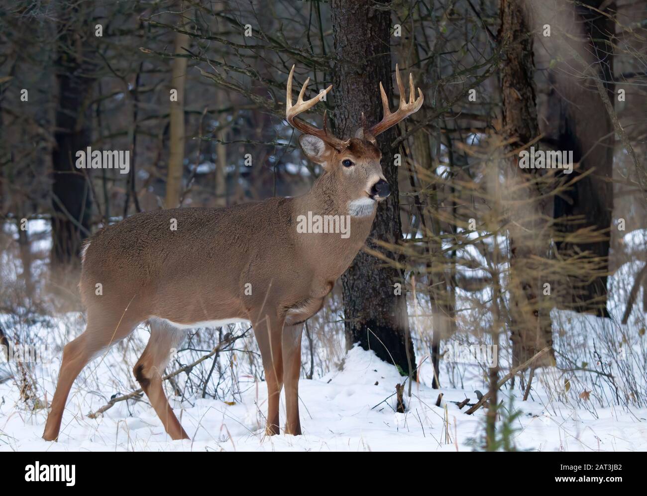 White-tailed deer buck standing in the winter snow in Canada Stock ...