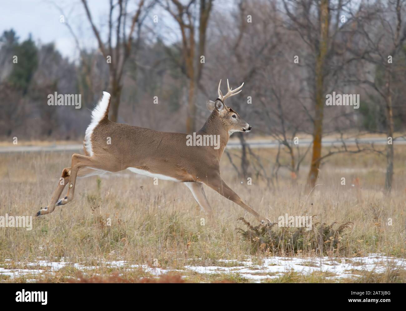 Whitetail buck doe rut hi-res stock photography and images - Alamy