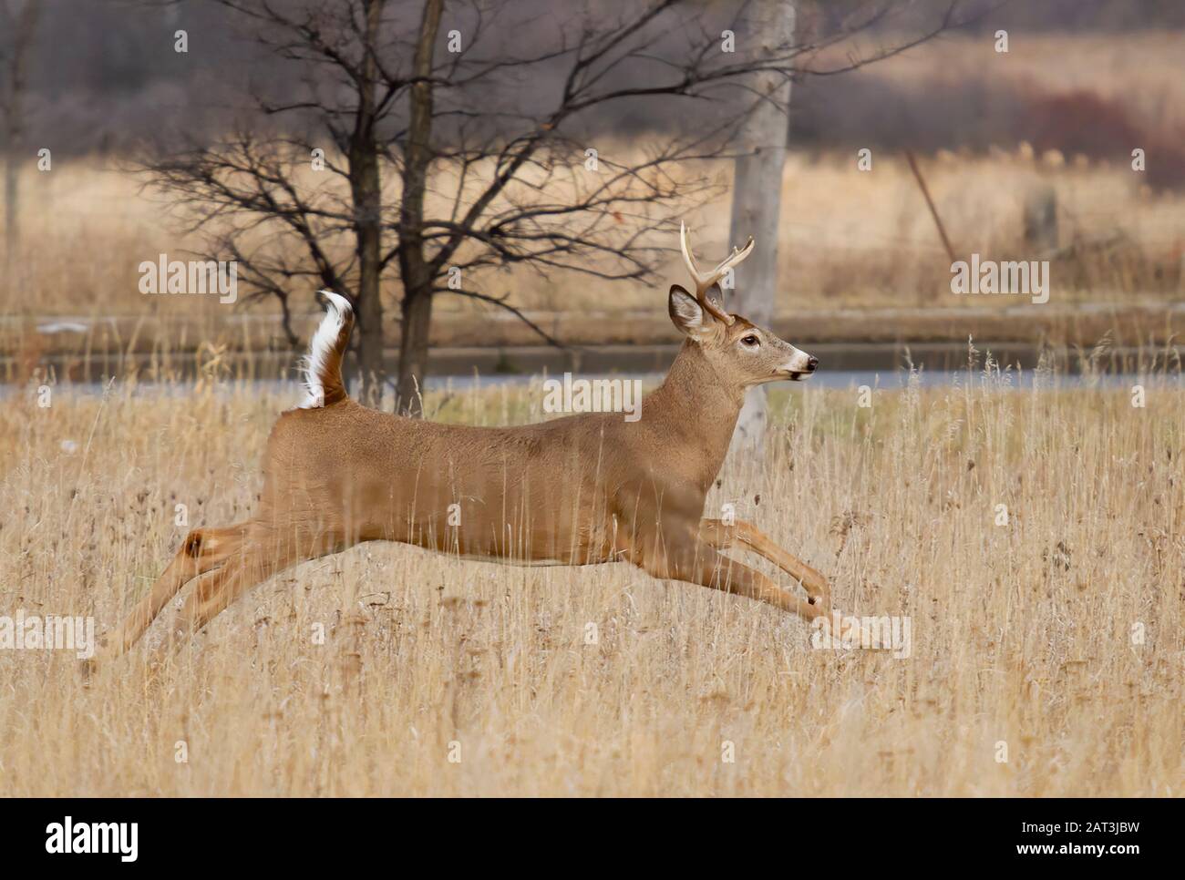 White tail jump deer hi-res stock photography and images - Alamy