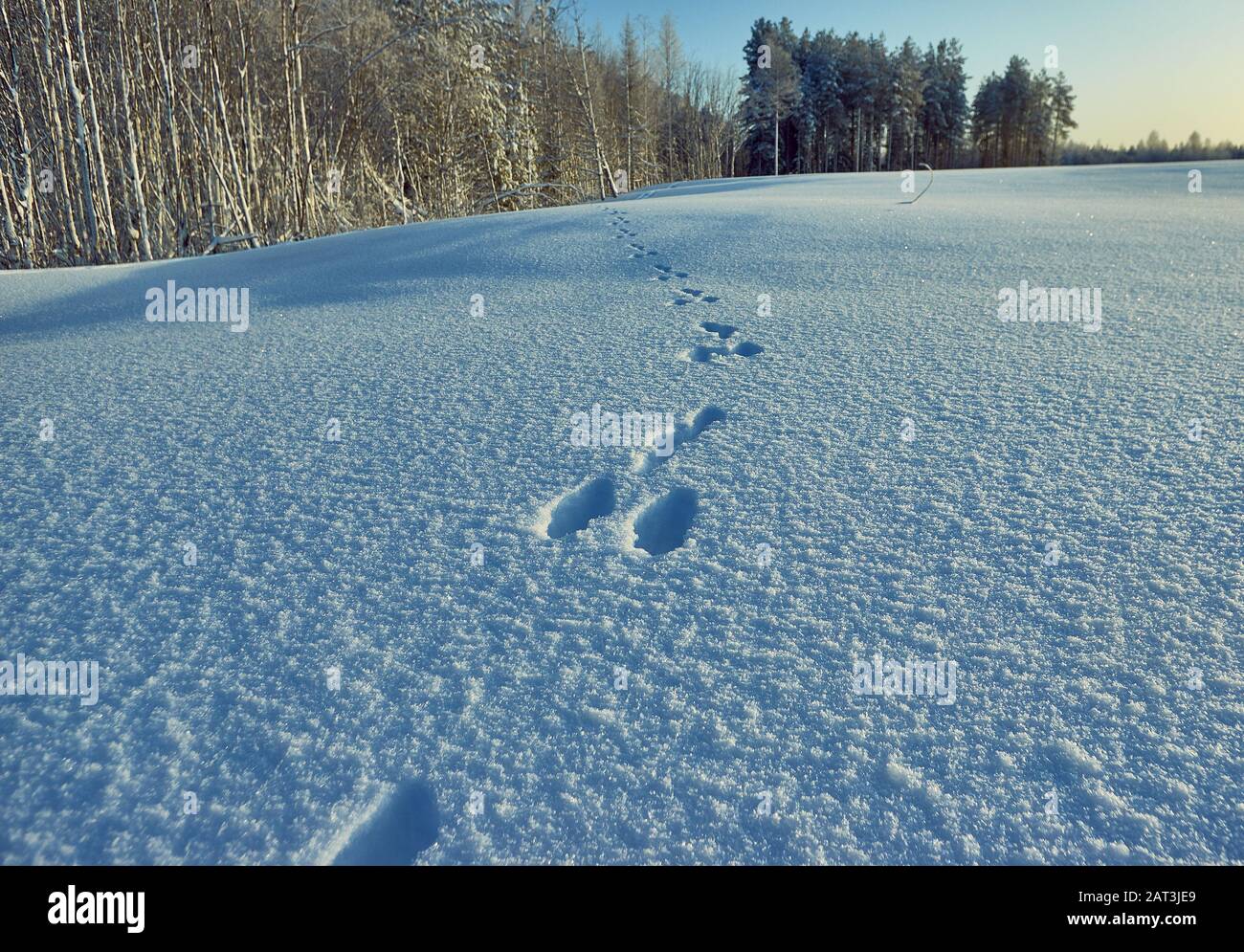 Animals track in big snow. Wild animals footprints on snow, Beautiful ...