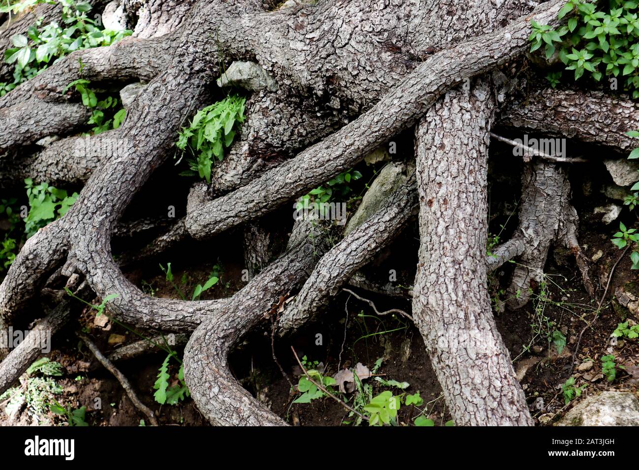 unusual big interwoven roots of the tree with foliage, detail of ...