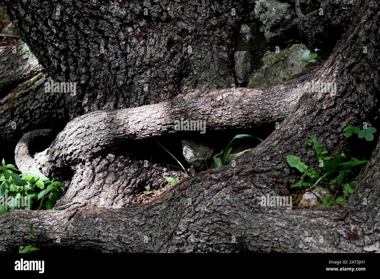 unusual big interwoven roots of the tree with foliage, detail of ...