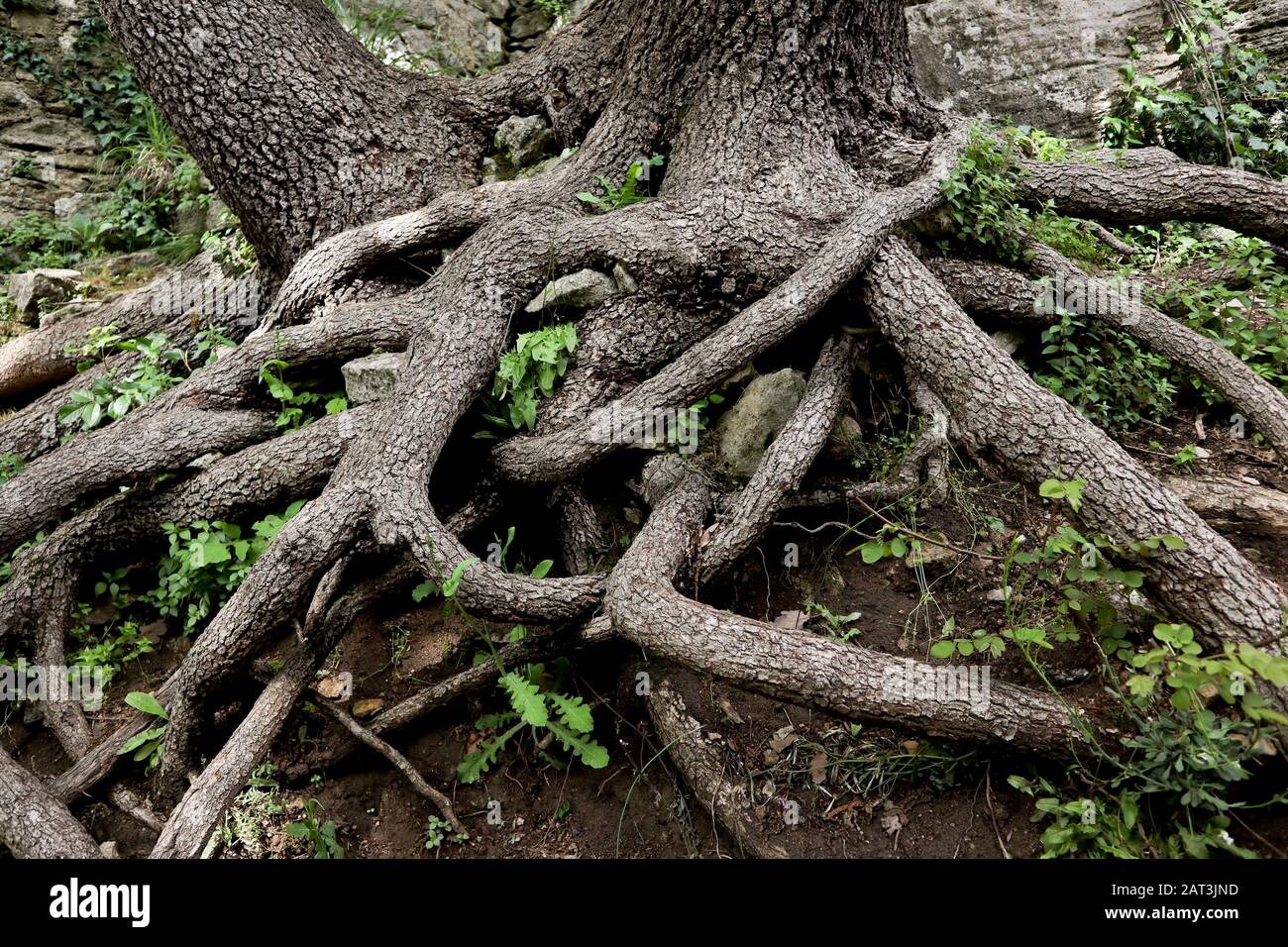 unusual big interwoven roots of the tree with foliage, detail of ...