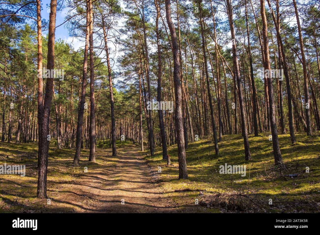 Colorful summer landscape of mixed forest with saturated greenery and ...
