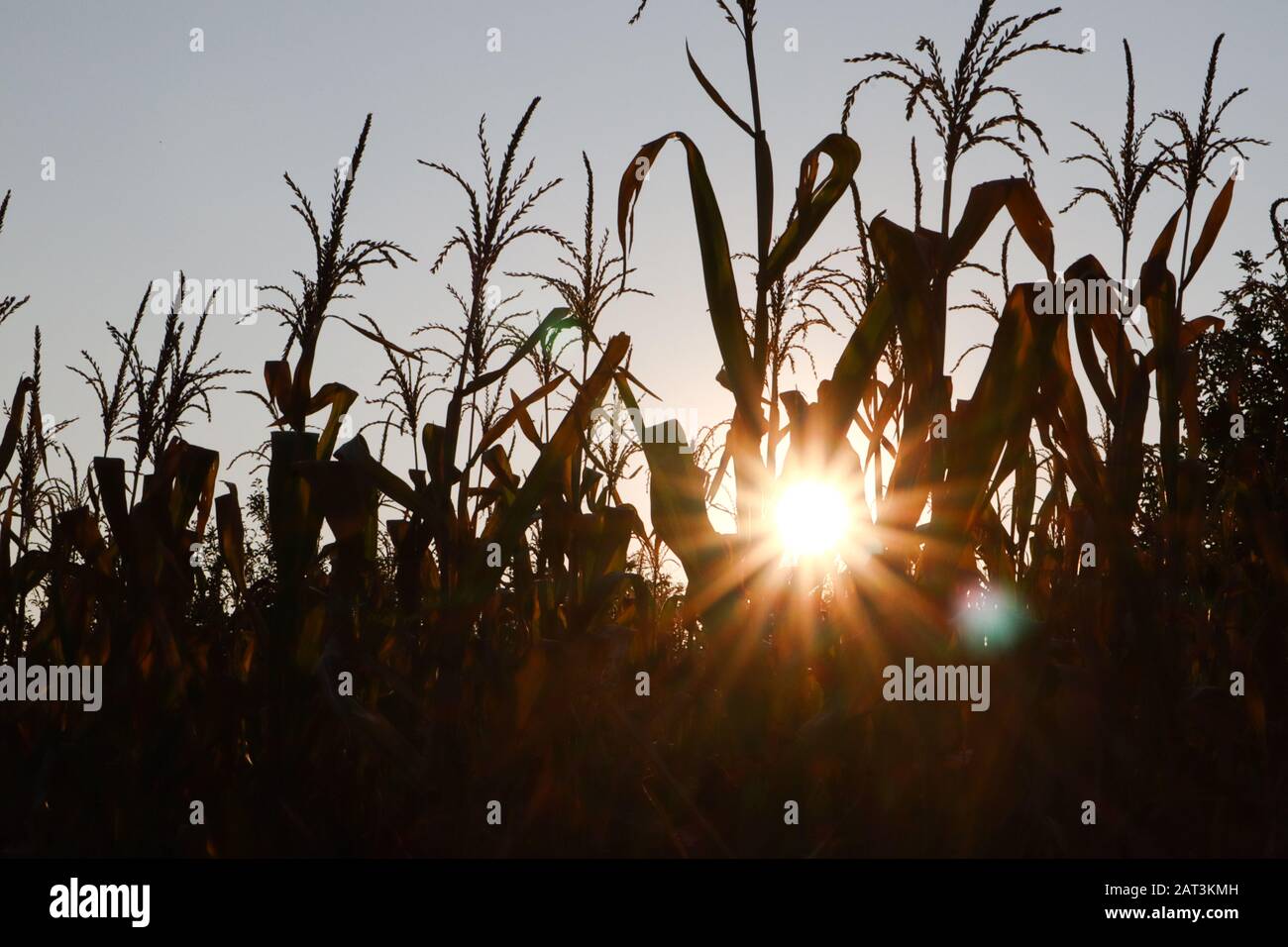 Cornfield Silhouette