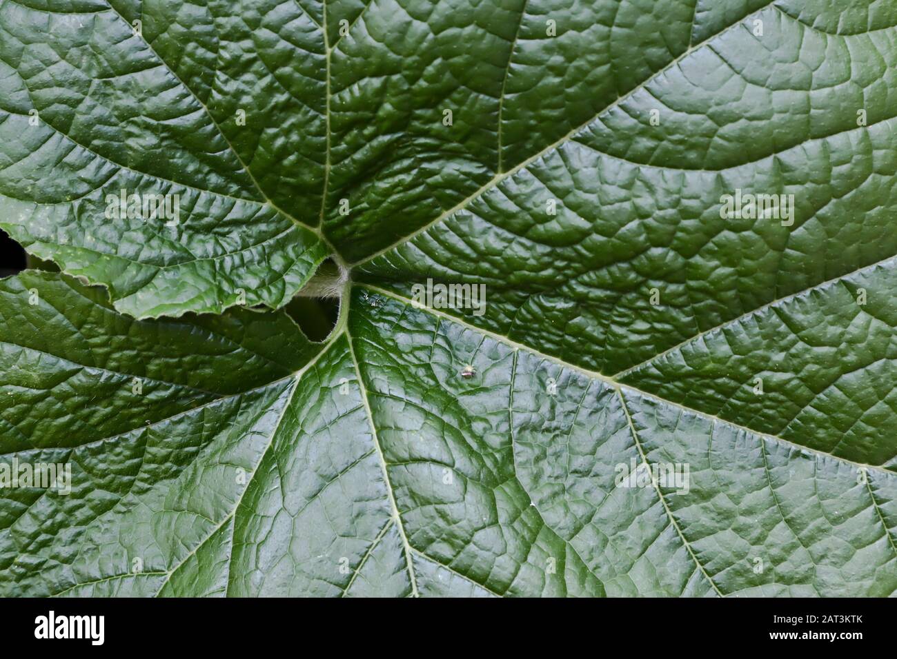 rough texture of big green leaf of ridged gourd, extreme close up ...