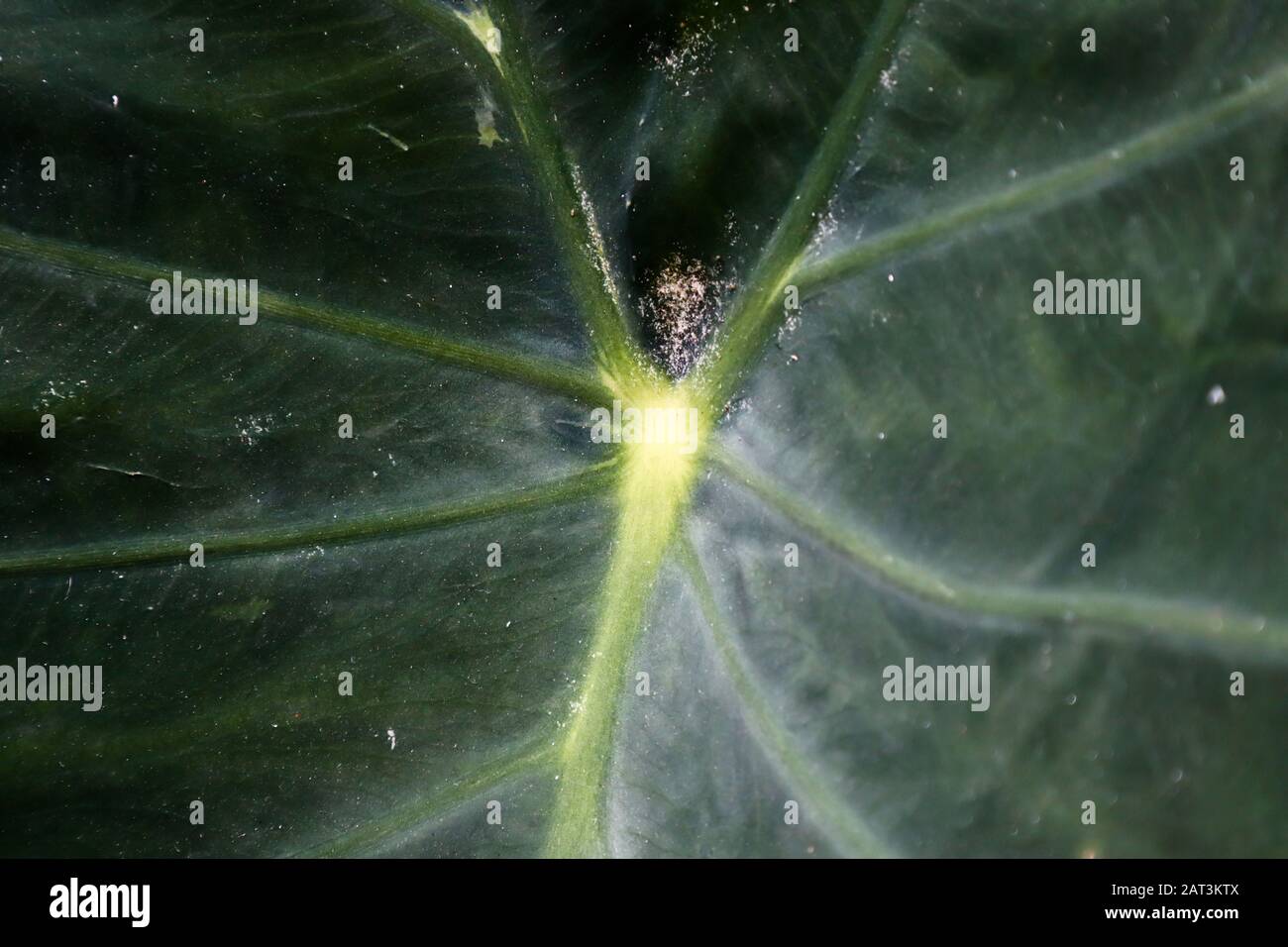 rough texture of big green leaf of ridged gourd, extreme close up ...