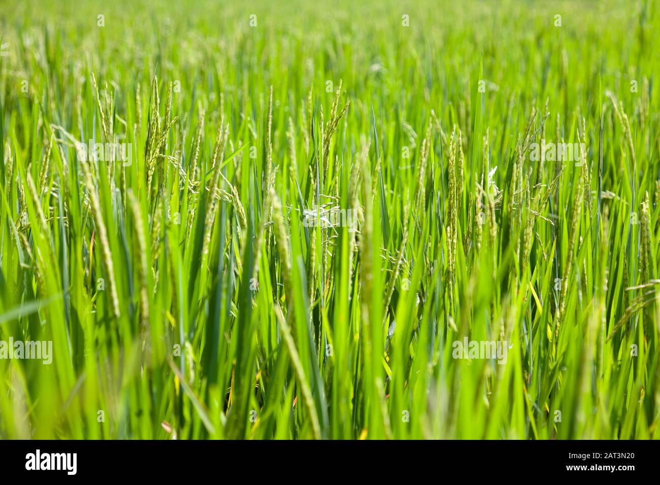 Monocot seed hi-res stock photography and images - Alamy