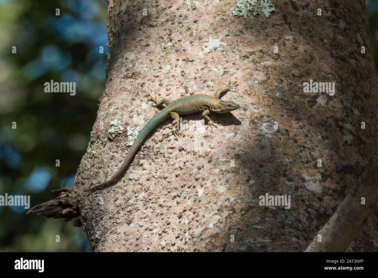 Madeiran wall lizard (Lacerta (Teira) dugesii), Palheiro Gardens ...