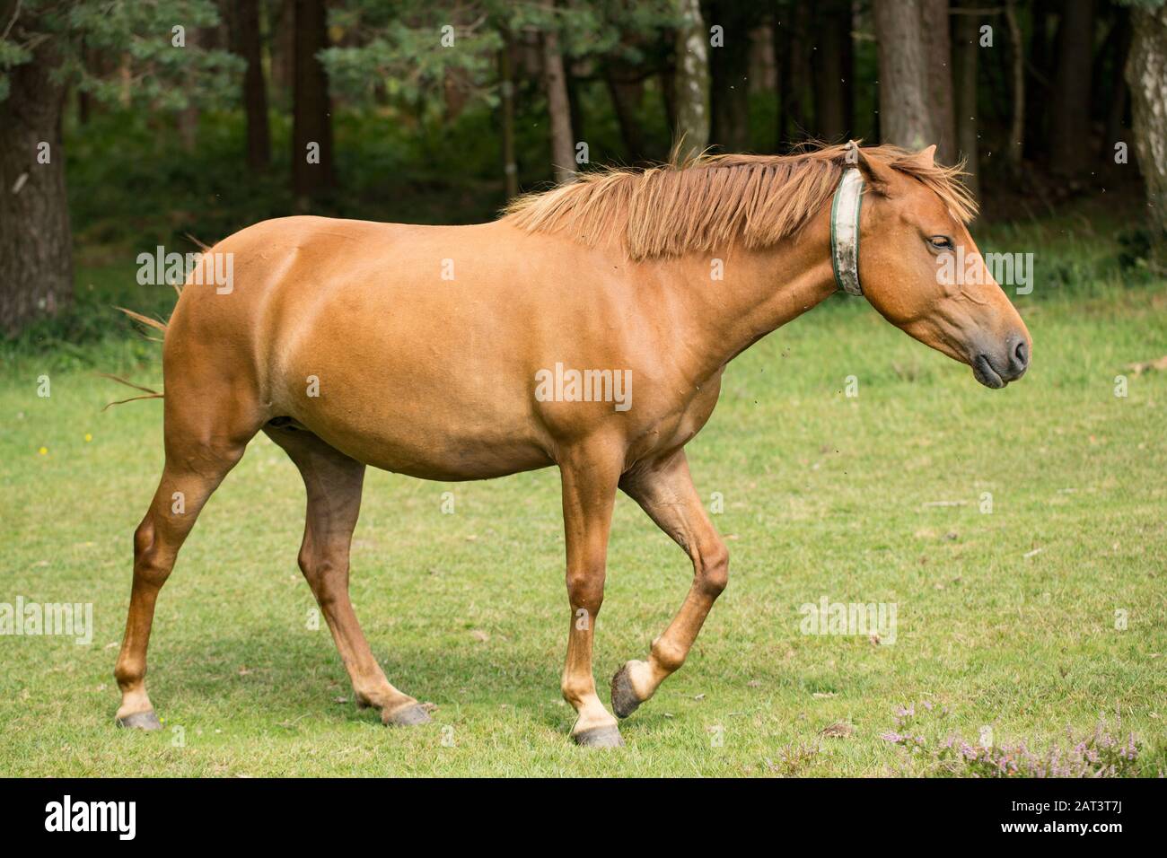Night pony hi-res stock photography and images - Alamy