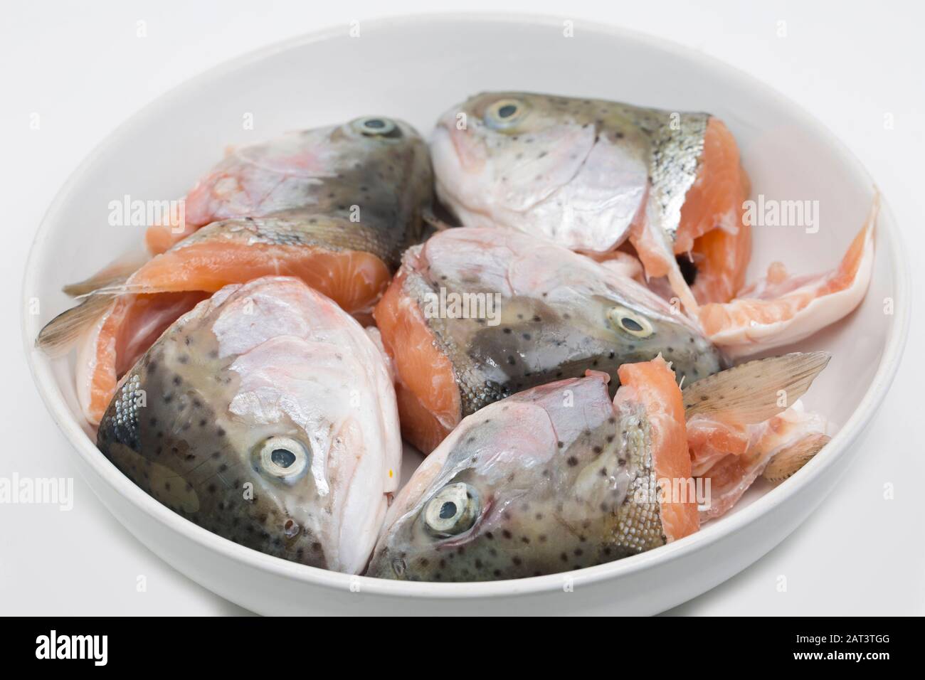 The heads of five rainbow trout, Oncorhyncus mykiss, that will be used ...