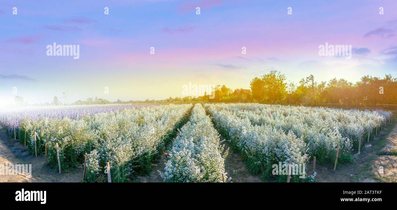 Mae rim district hi-res stock photography and images - Alamy