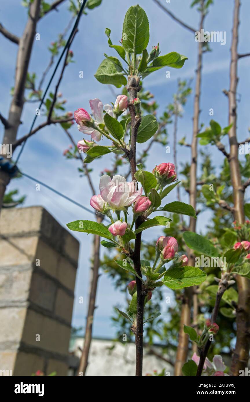 These beautiful apple blossoms are born in the spring to make way for a ...