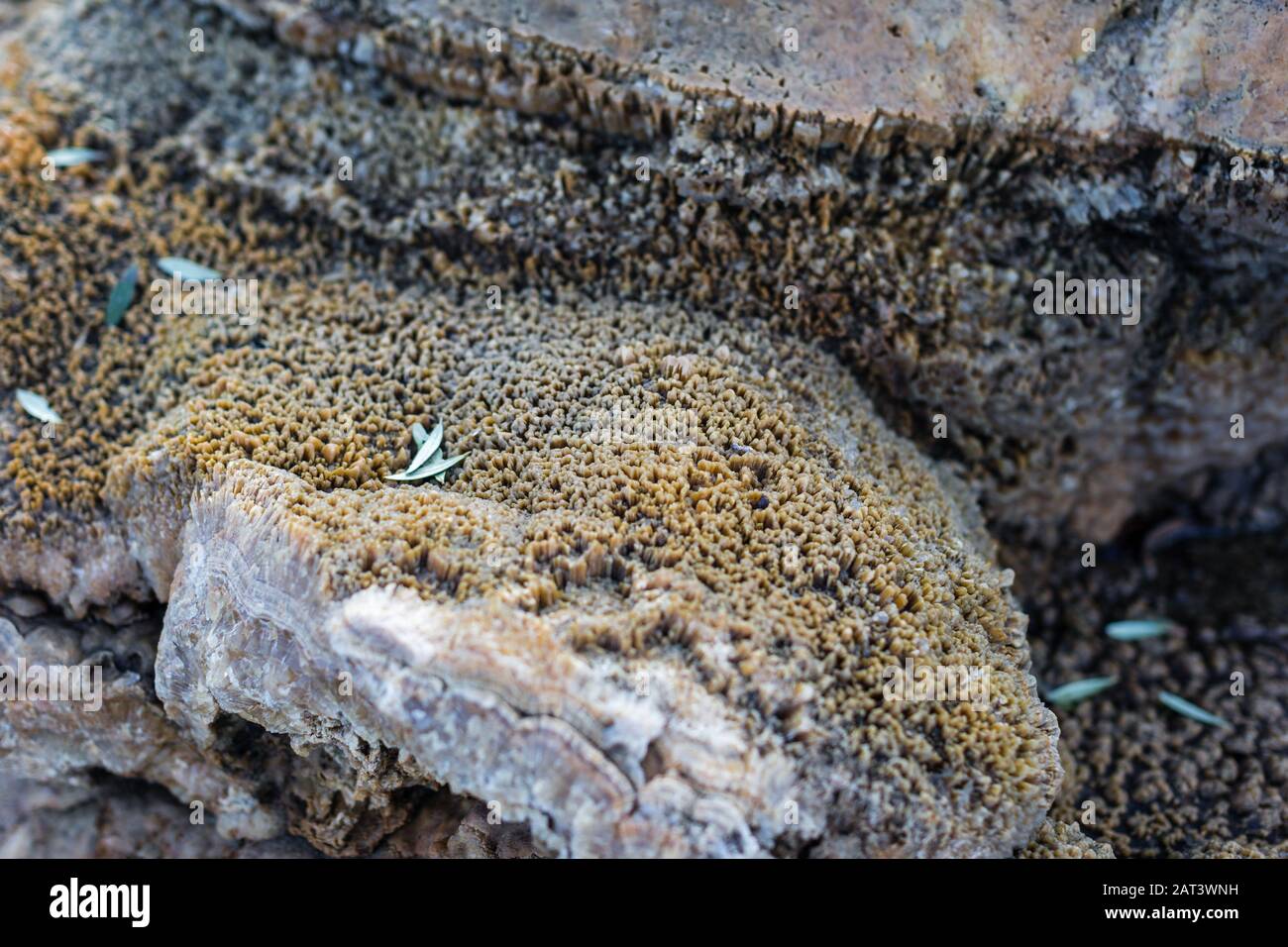 Close up of layered stone slab available for carving sculptures Stock ...