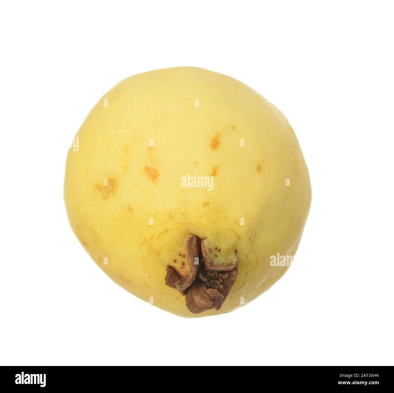 Chopped and whole Guava fruit on white background Stock Photo - Alamy