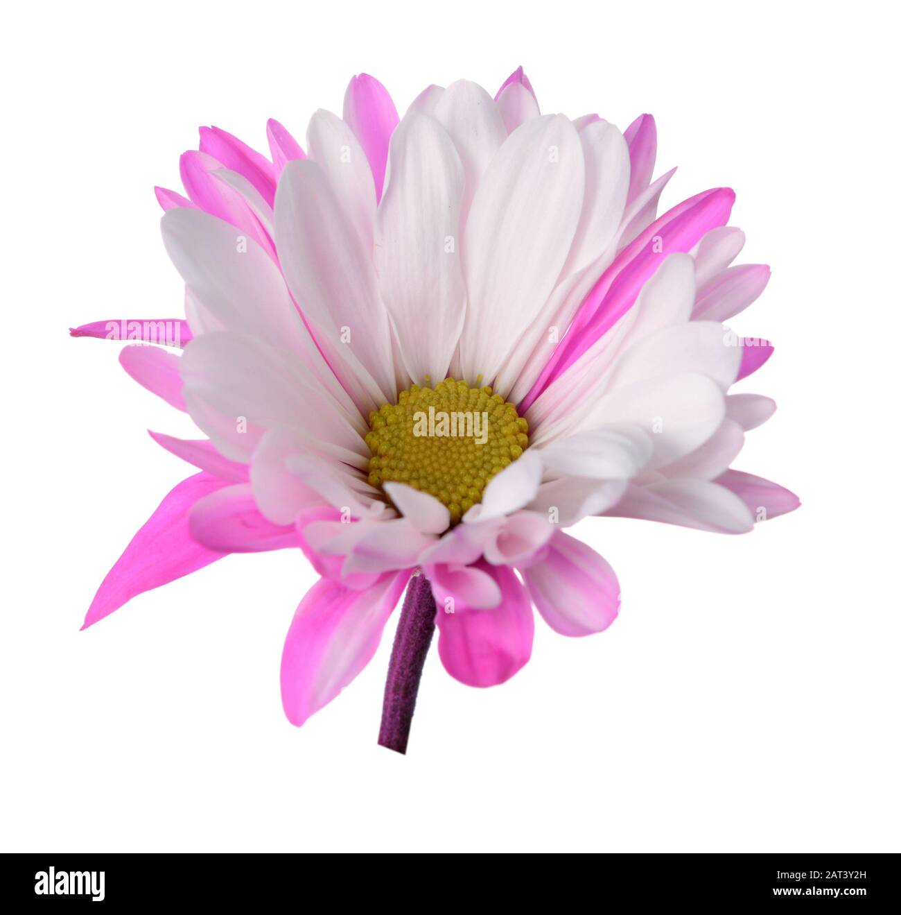 Single two tone colorful daisy flower isolated on white Stock Photo - Alamy