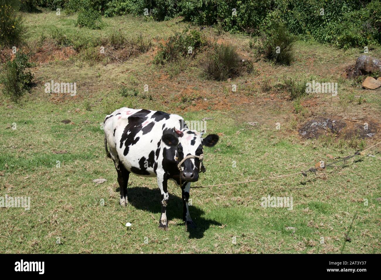 Cow in the grass garden in hill station Stock Photo - Alamy