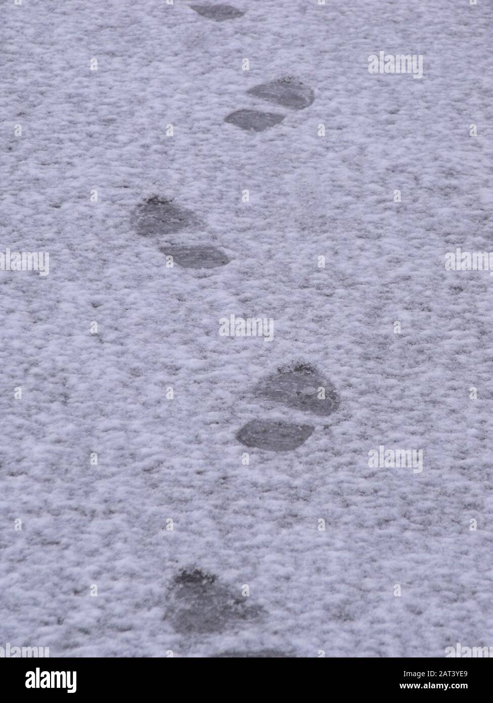 Shoe prints / footprints in a dusting of white snow - Winter in Filey ...