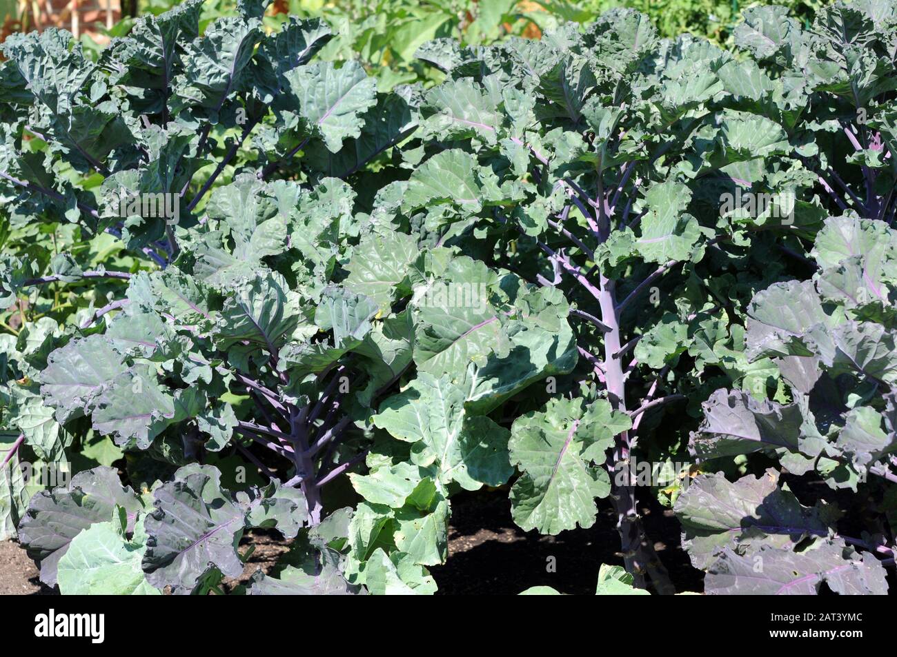 Organic Cabbage trees in garden under sunshine Stock Photo - Alamy