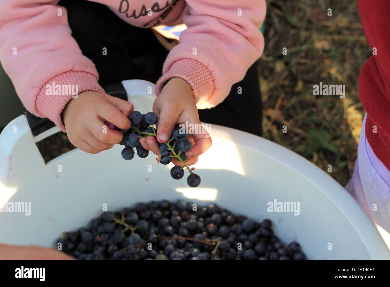 Children's hands picking grapes with bunches over a large white bucket ...