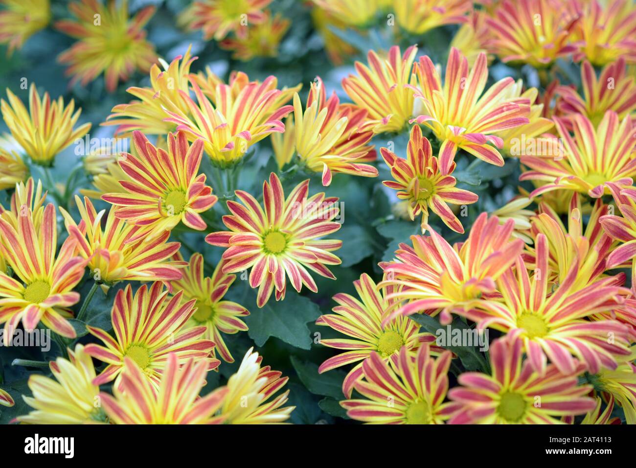 Mums bed hi-res stock photography and images - Alamy