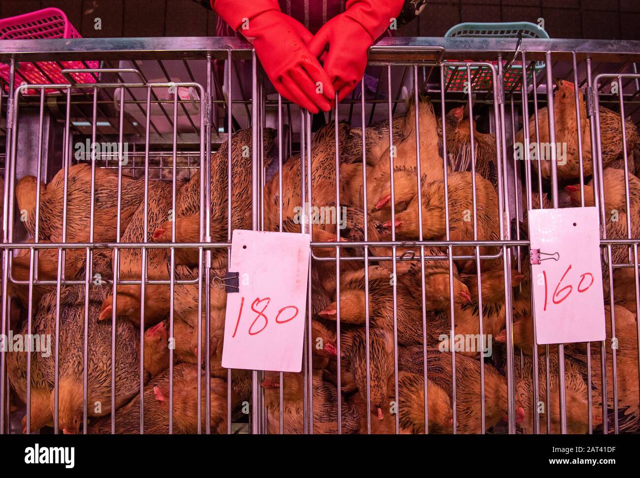 A vendor selling live stock chickens at a food market stand in Hong ...