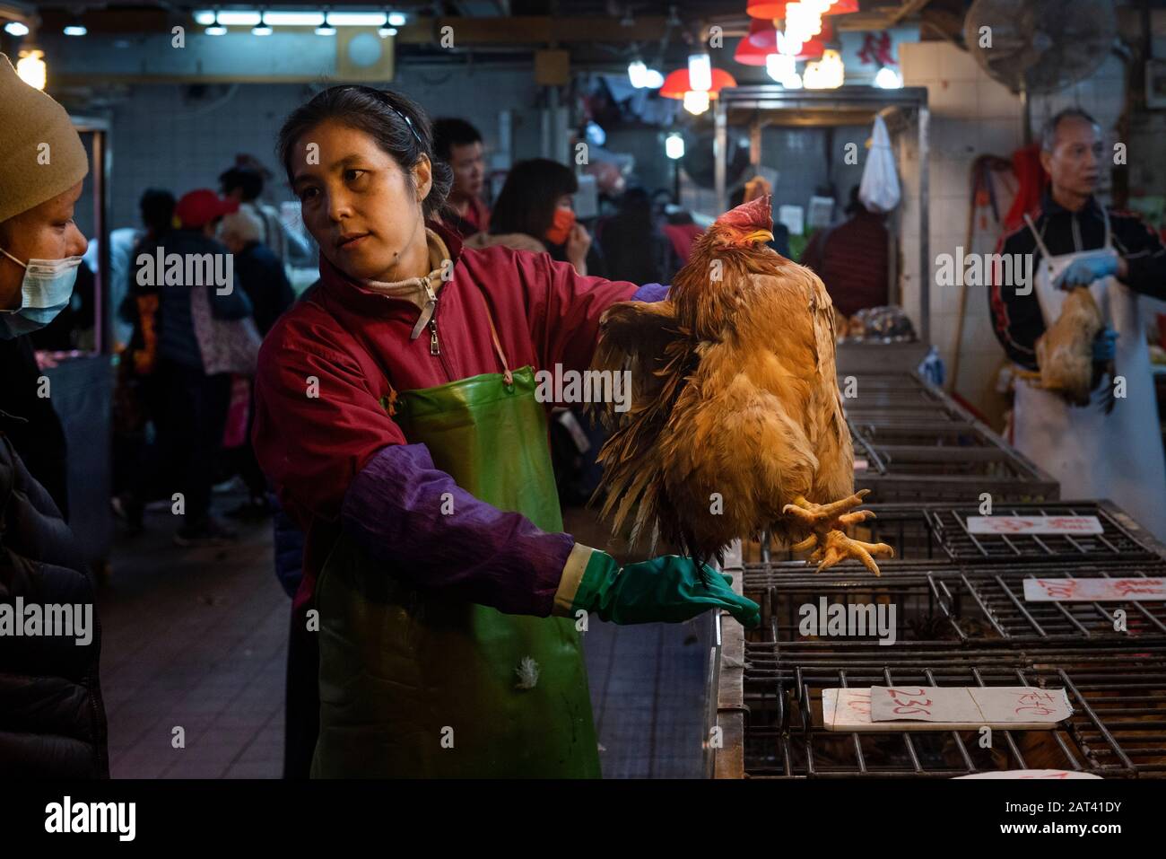 000 chickens in hi-res stock photography and images - Alamy