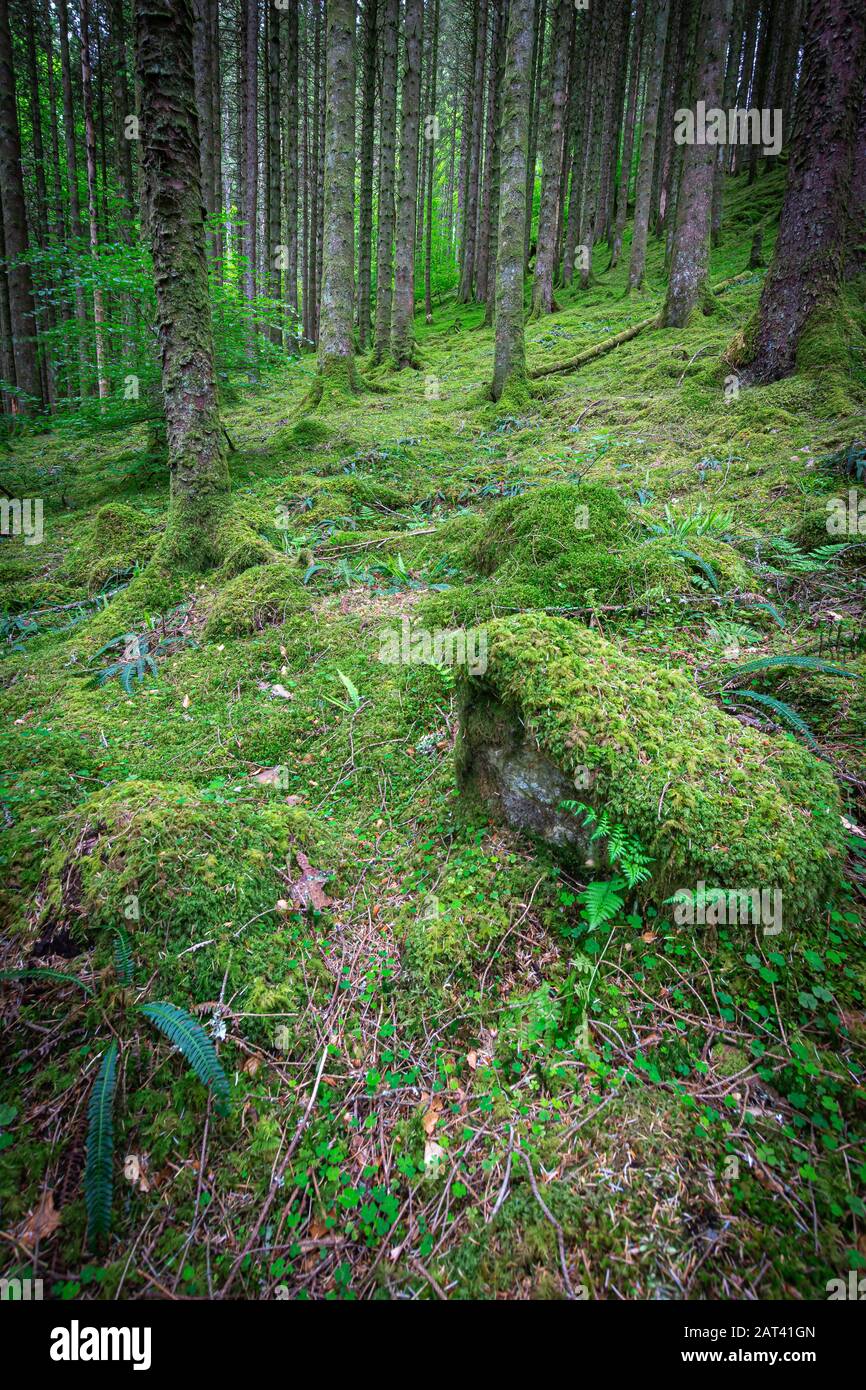Beautiful woodland with pine trees and moss growing on forest floor in ...