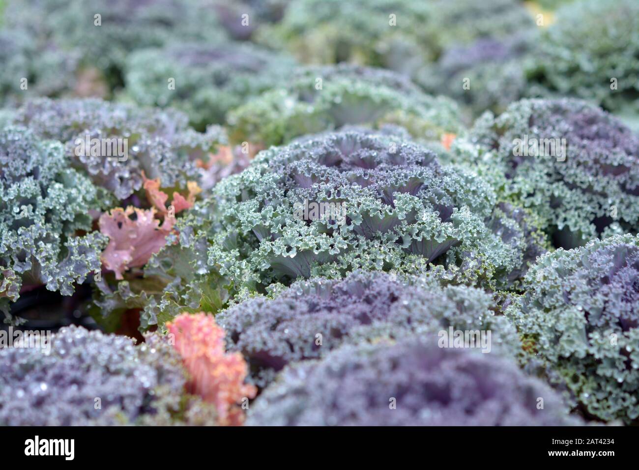 Colorful flowering kale in garden Stock Photo - Alamy
