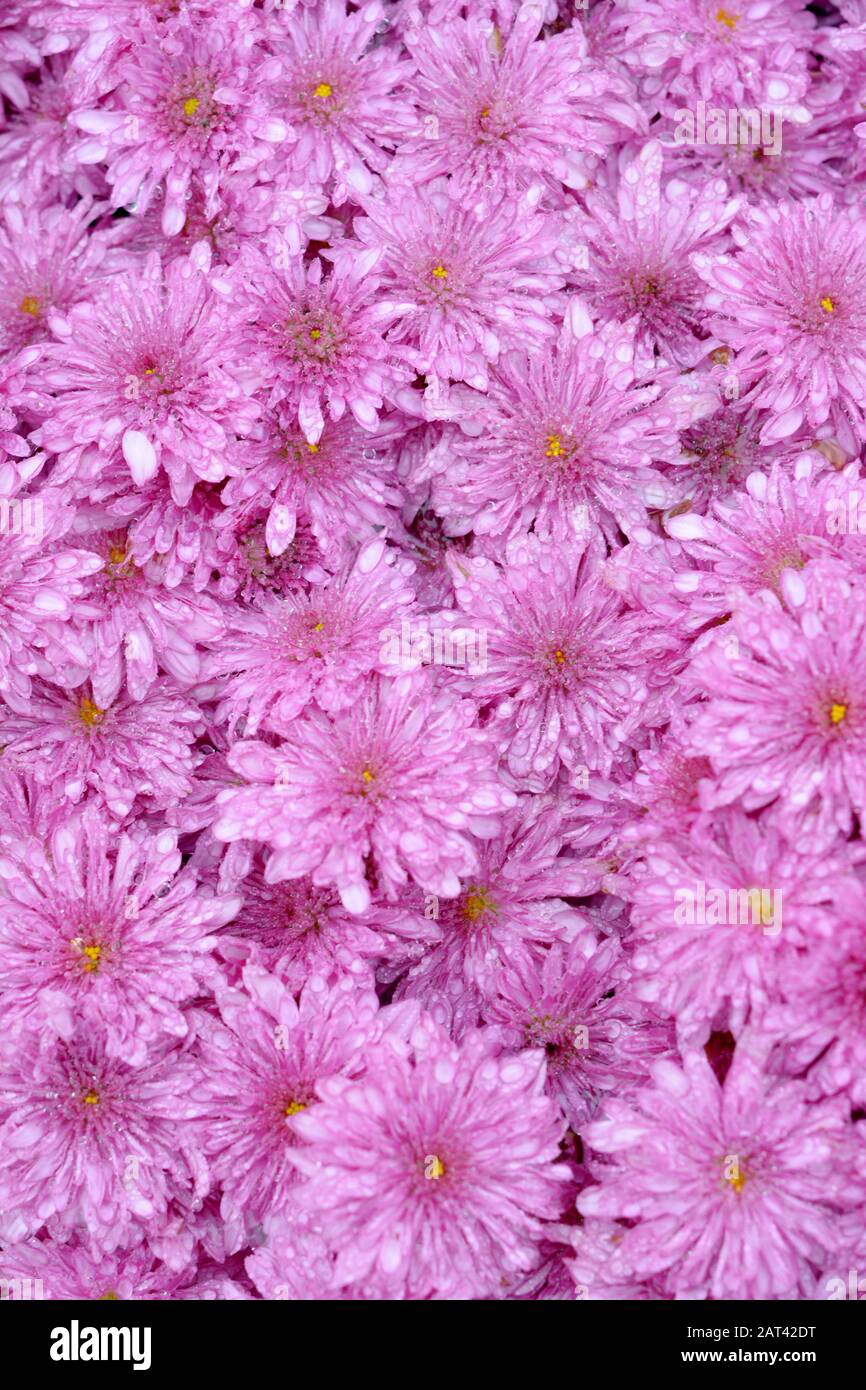 Pink mums bed for background uses Stock Photo - Alamy