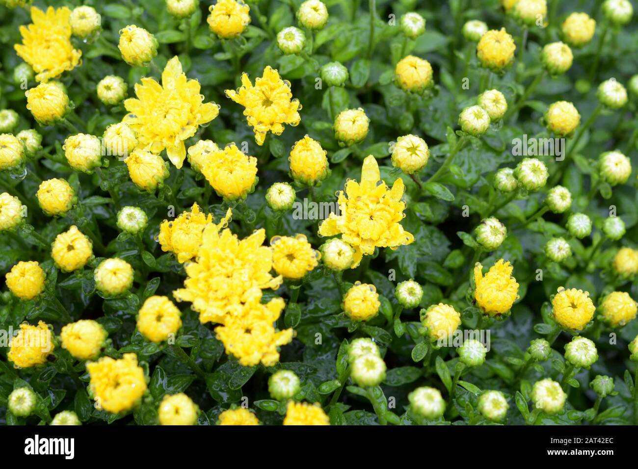 Yellow mums bed for background uses Stock Photo - Alamy