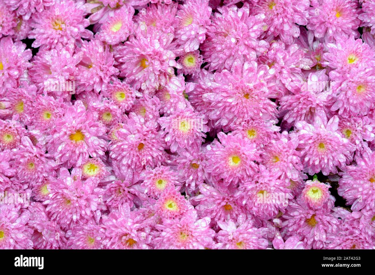 Mums bed hi-res stock photography and images - Alamy