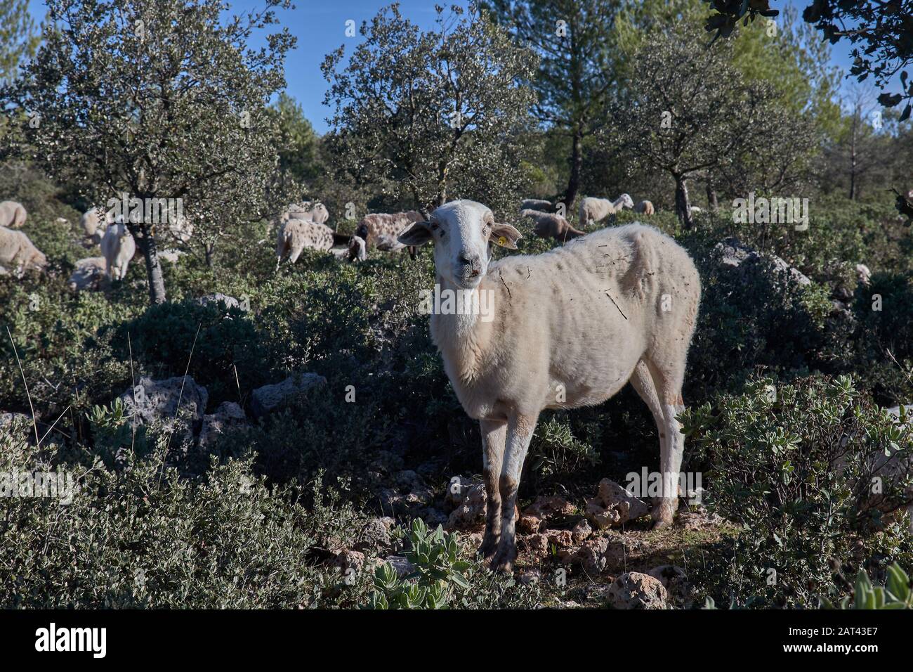 Sheep in the mountain in a olive tree forest a sunny day with blue sky ...