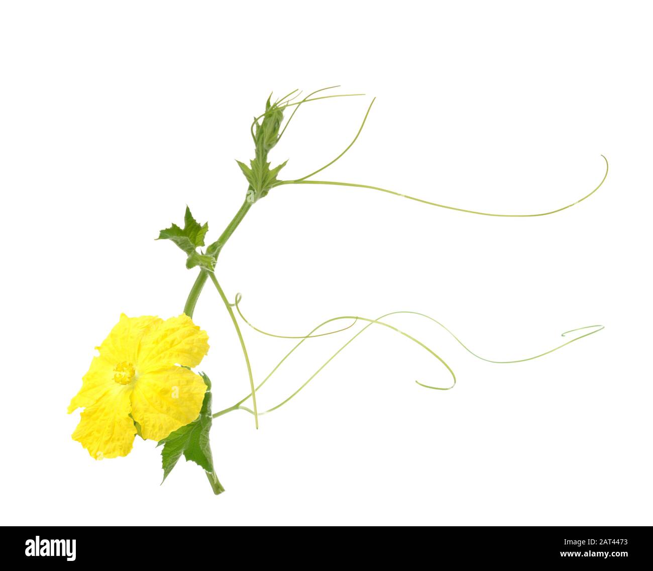 An OPO squash vine isolated on white background Stock Photo - Alamy