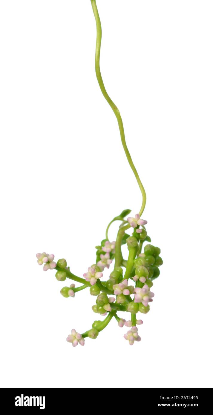 Malabar spinach vine and flowers isolated on white Stock Photo - Alamy
