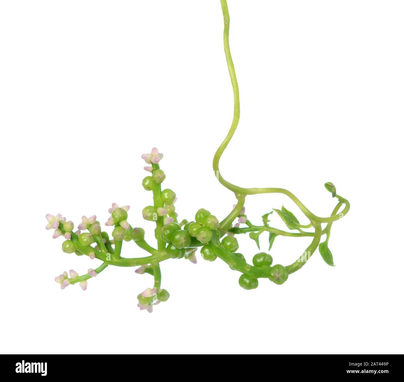 Malabar spinach vine and flowers isolated on white Stock Photo - Alamy