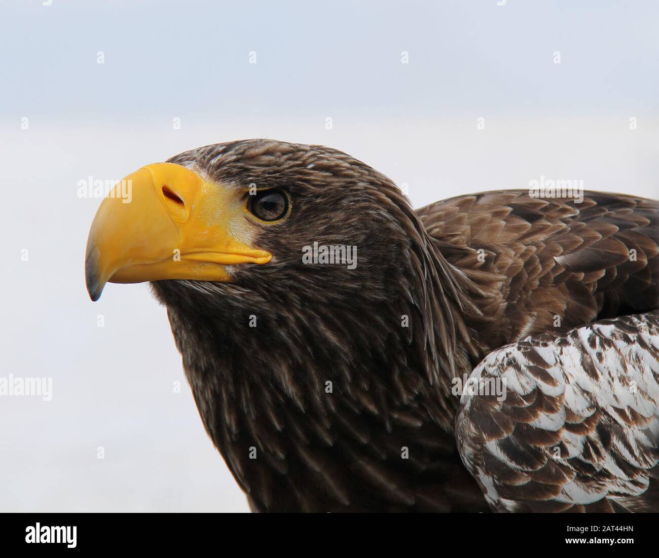 The Beak and Head of a Hawk Bird of Prey Stock Photo - Alamy